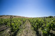 Sonoma Wine Country Half day Tour Musement