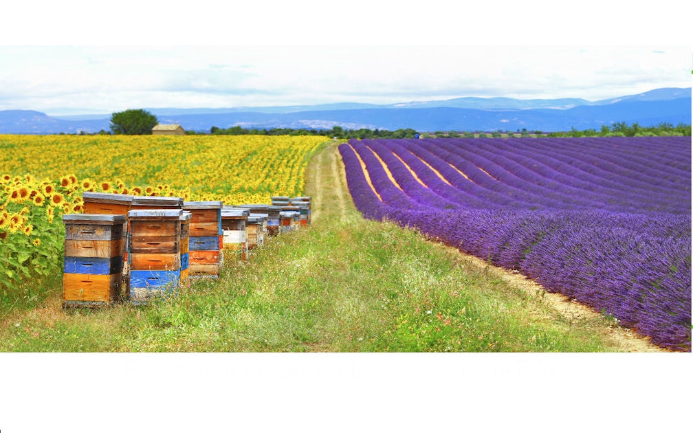 Lavender fields morning tour from Aix en Provence | musement