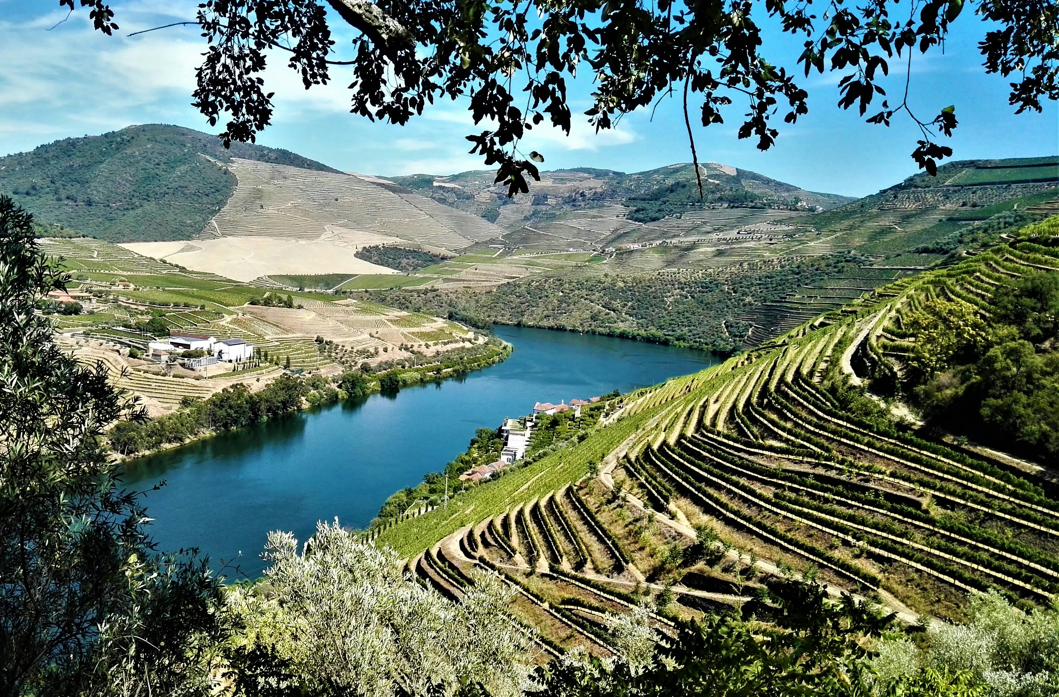 Tour del Douro da Porto | musement