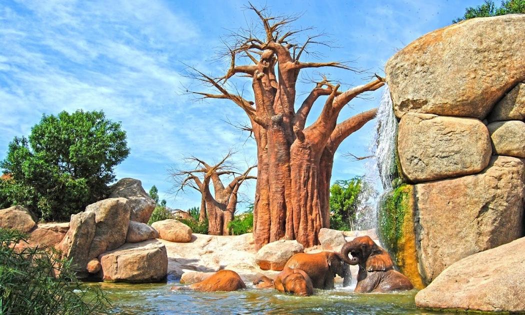 Bioparc Valencia tickets | musement