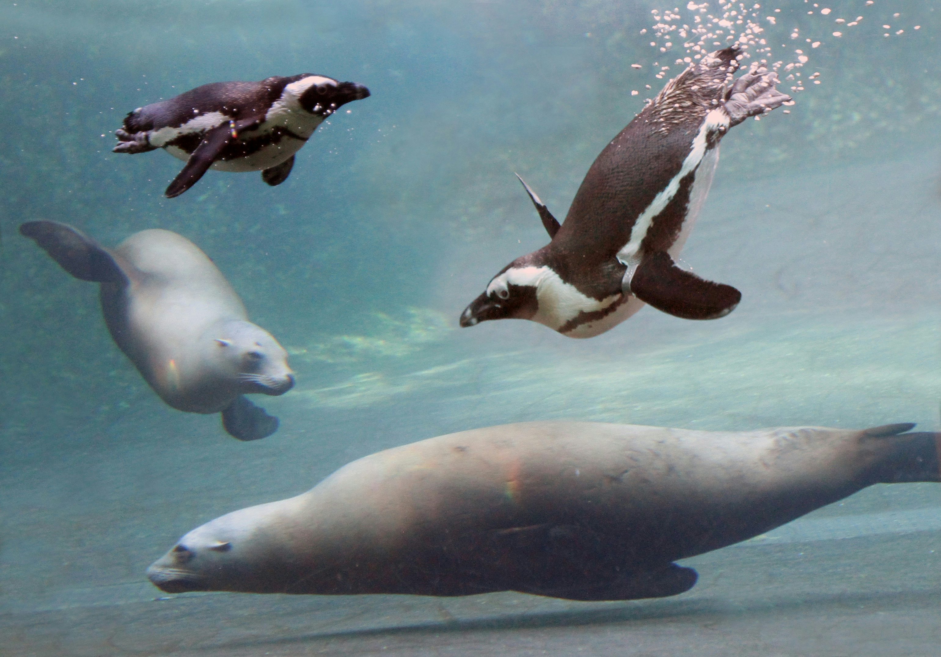 Artis Zoo | musement