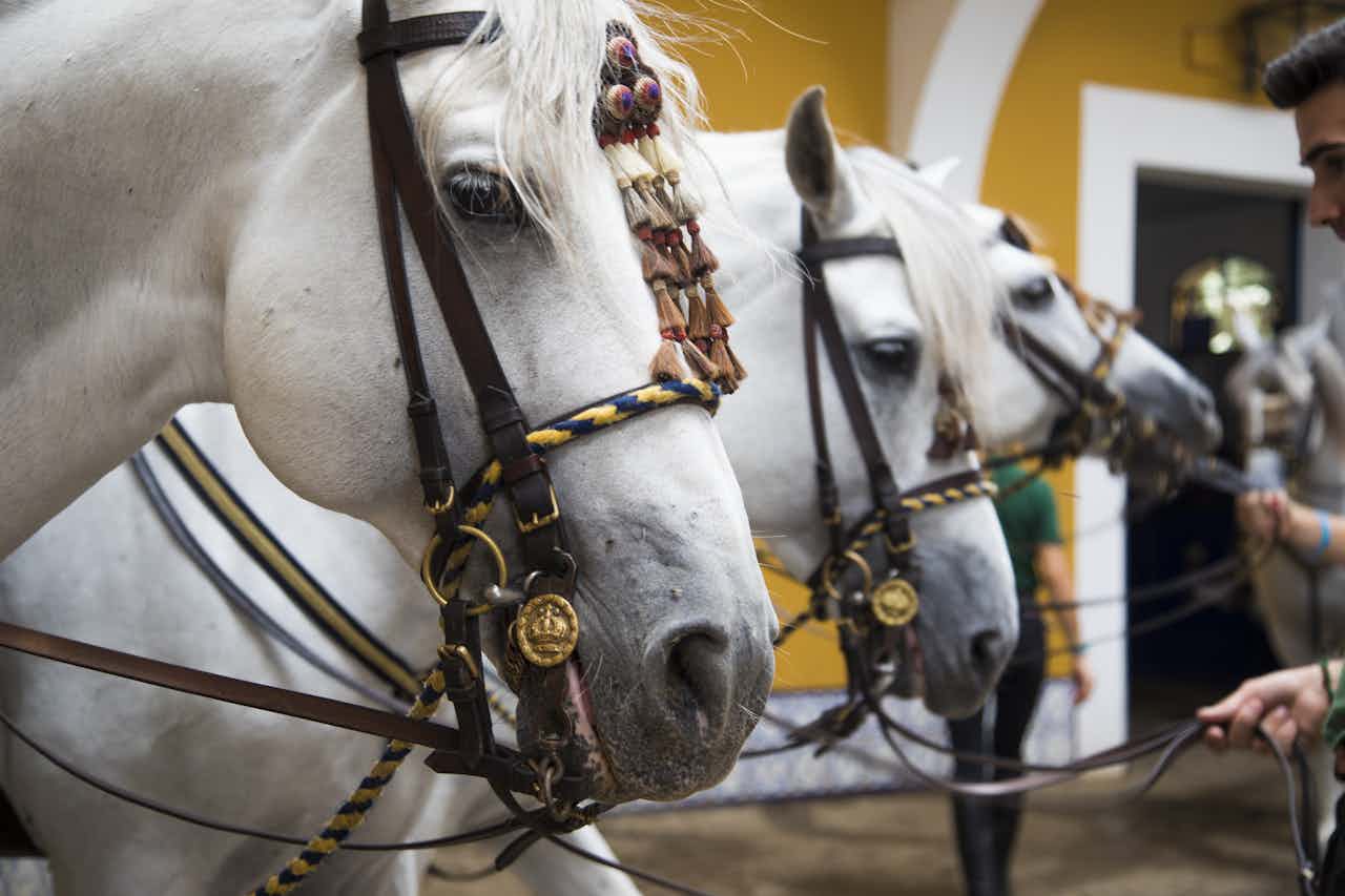 Jerez tour with Andalusian horse dancing and sherry tasting | TUI Musement