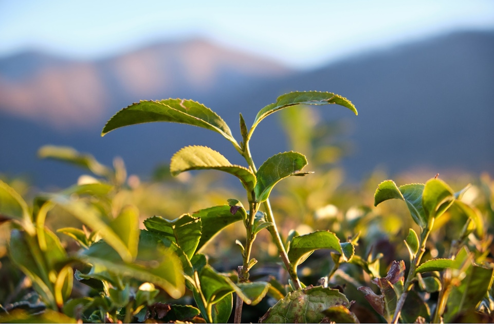 Sochi tea capital of Russia tour | musement