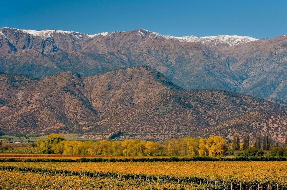 Visita guiada à vinícola Cousino Macul com degustação | musement