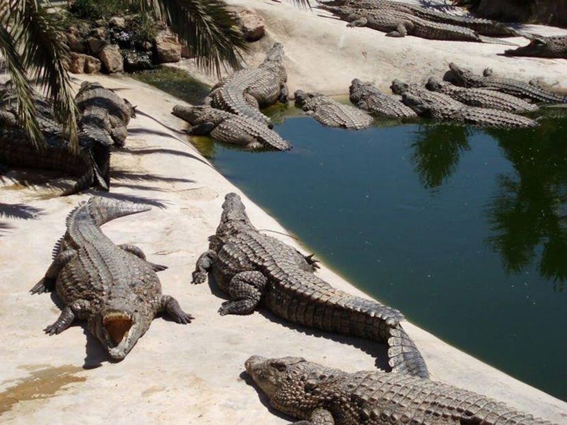 Wycieczka do Djerba Explore Park | Biuro podróży TUI