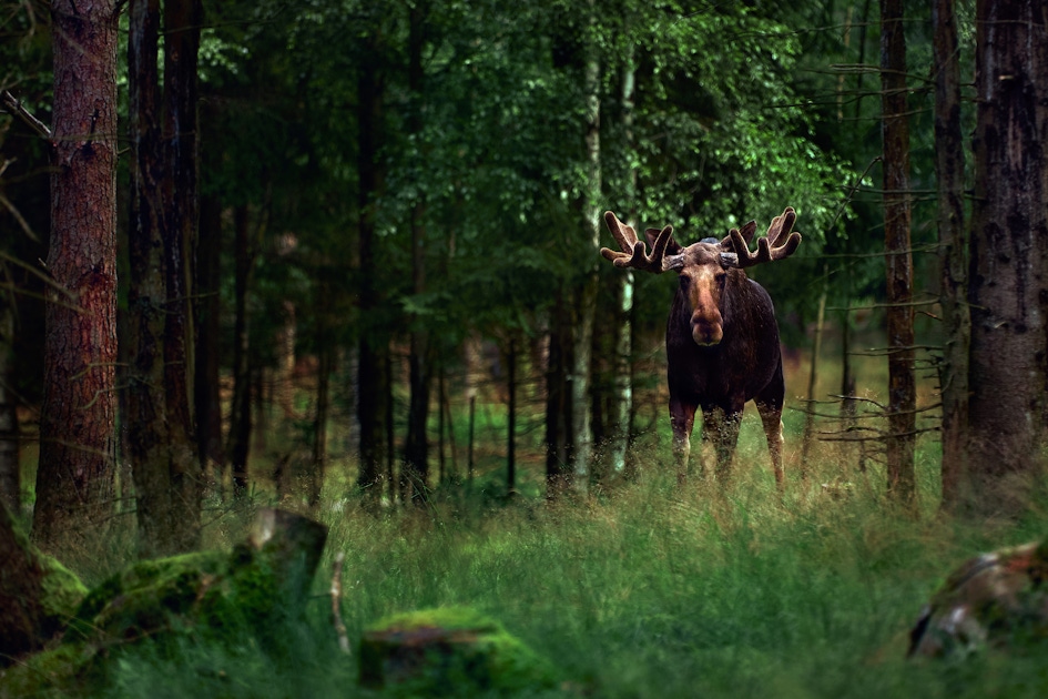Spot moose on a wildlife safari | musement