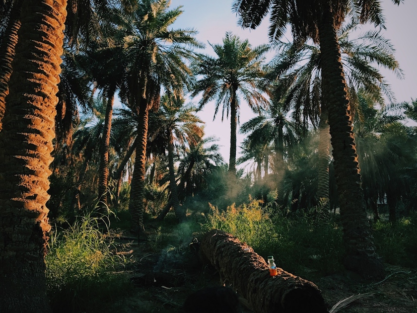 Full-day Al-Ahsa city tour | musement