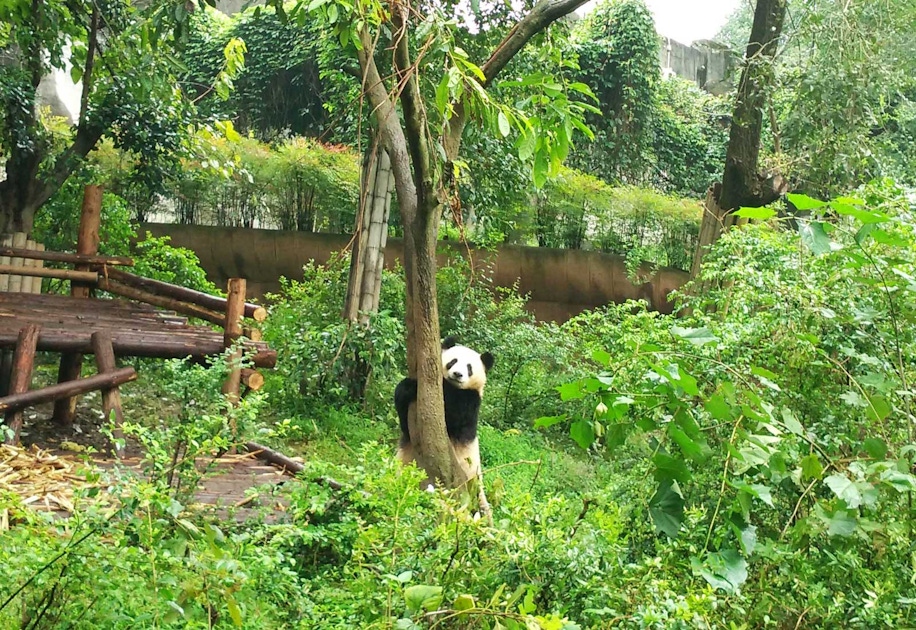 Full day private tour of Panda Base and Leshan Giant Buddha | musement