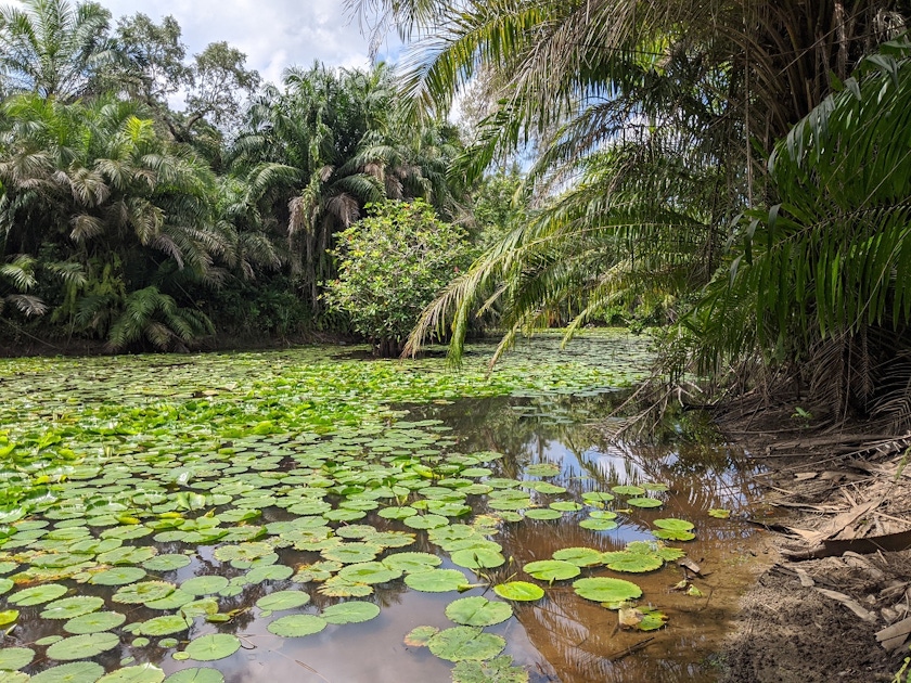 Zanzibar hiking tour in Masingini Forest | musement