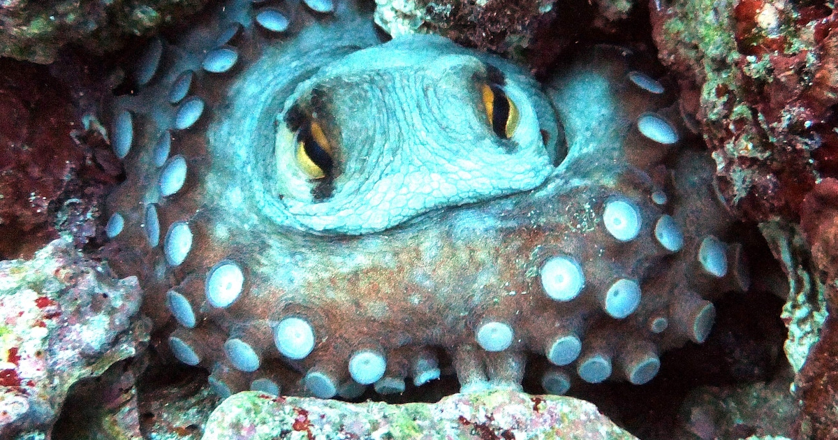 Blue Water Scuba Diving Experience for Qualified Divers | musement Blue Water Scuba Diving Experience for Qualified Divers | musement