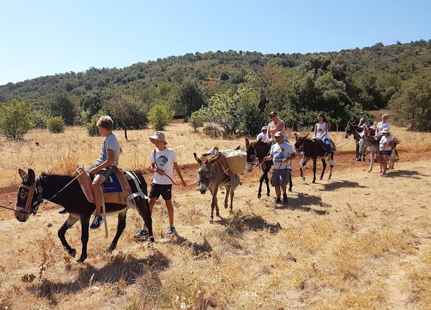 Half-day Donkey Tour with Transport | musement