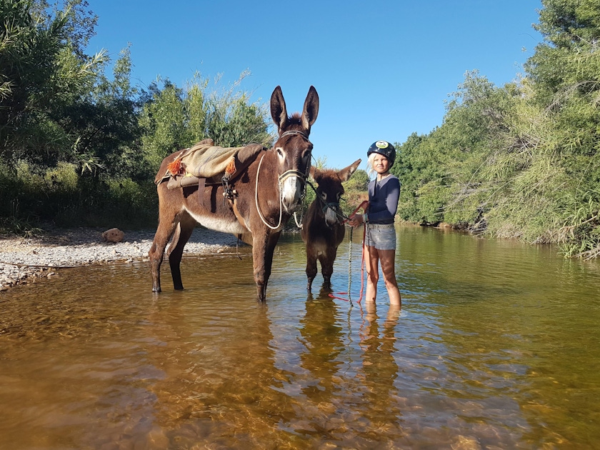 Guided Donkey Tour Ticket | musement