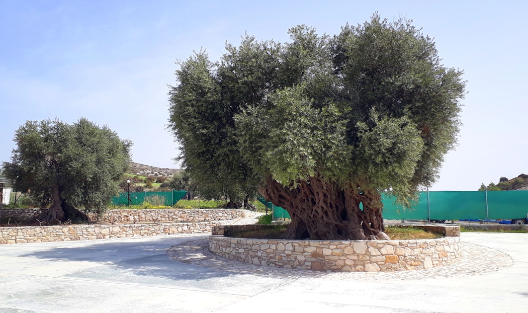 Cyprus Golden Donkey Farm Ticket | musement