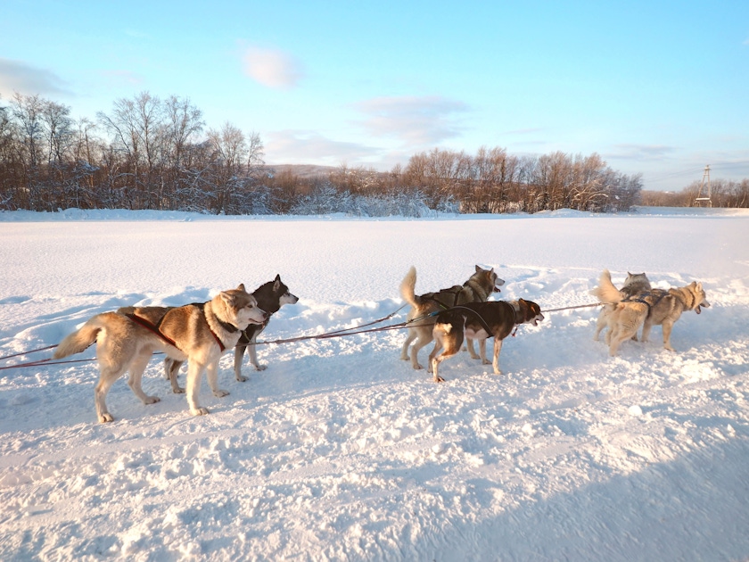 Arctic ocean and husky ride private guided tour from Murmansk | musement