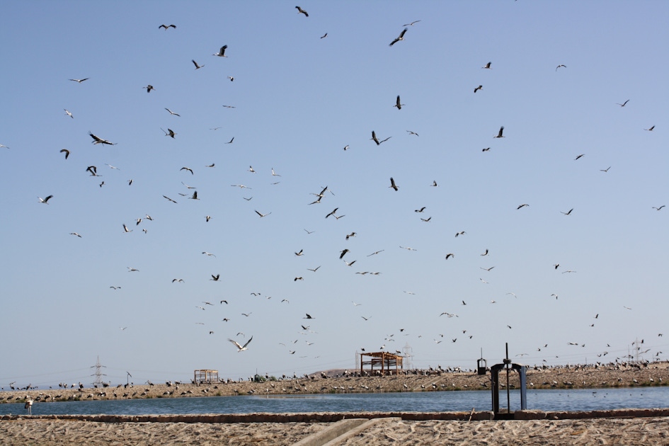 Bird watching with quad bike experience in Sharm | musement