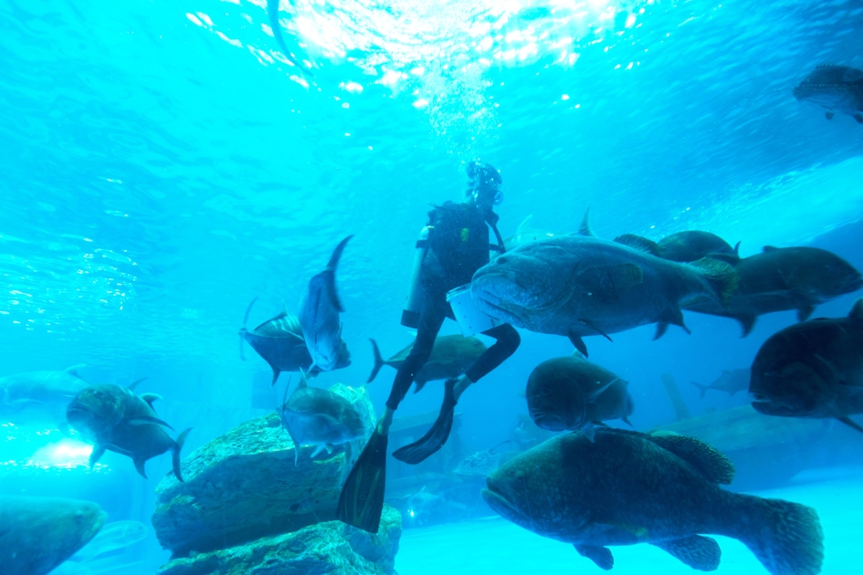 Experiencia de submarinismo Atlantis Discover | musement