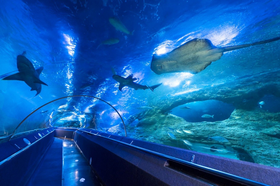 The Aquarium of Western Australia (AQWA) | musement