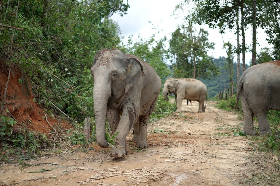 Half-day Chang Chill Elephant Sanctuary tour | musement