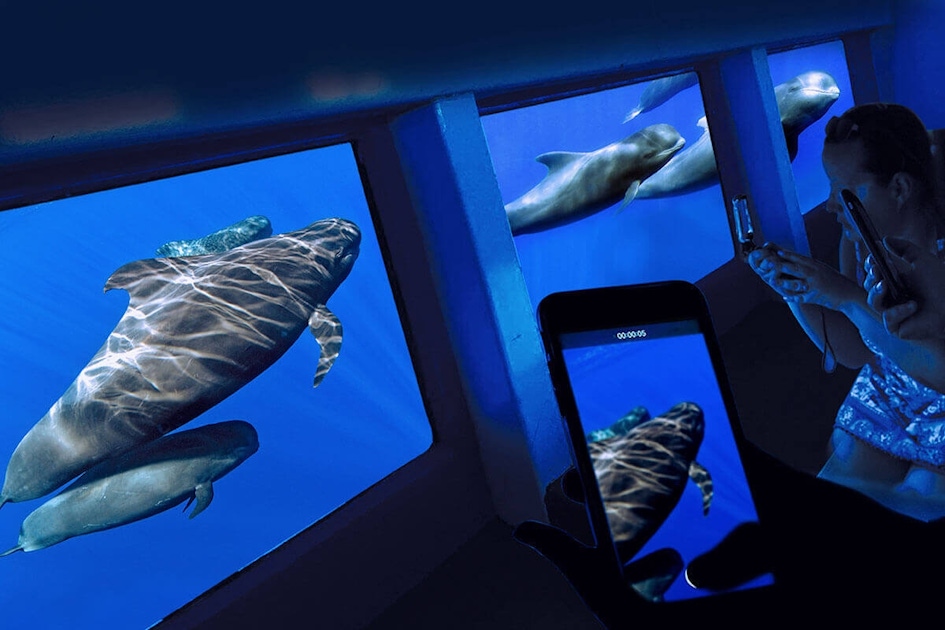 2-hour royal dolphin cruise | musement