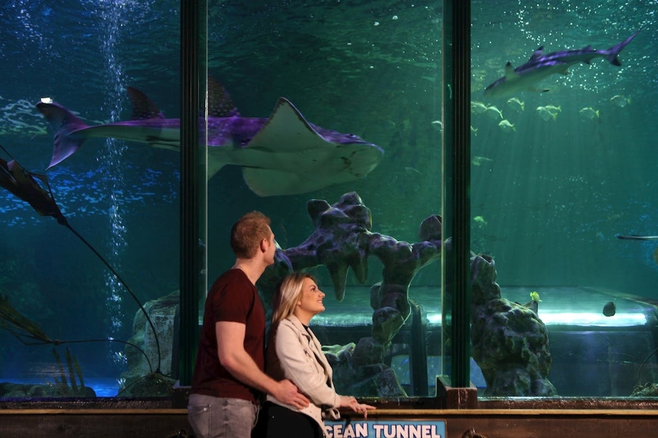 Sea life Blackpool entrance tickets | musement