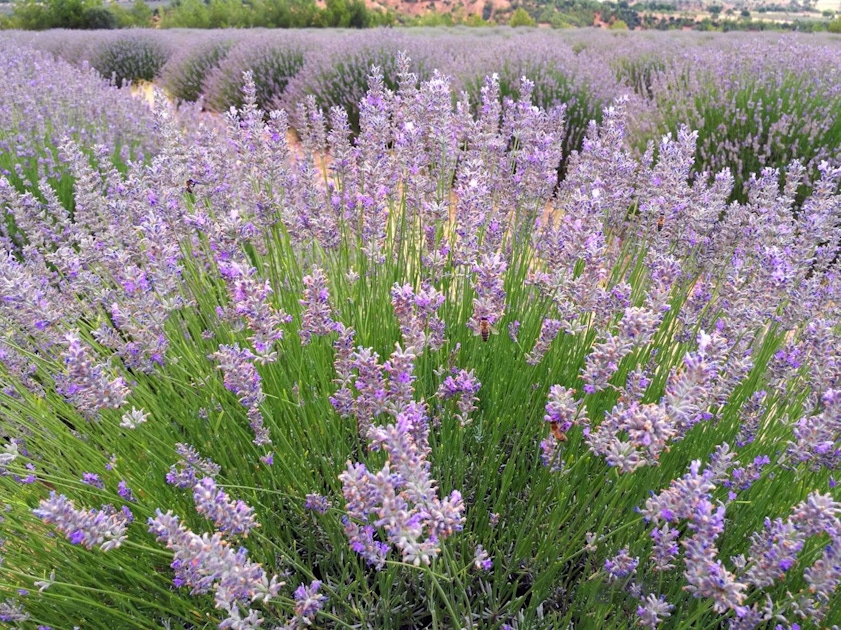 Turkey's Lavender Fields Tour | musement