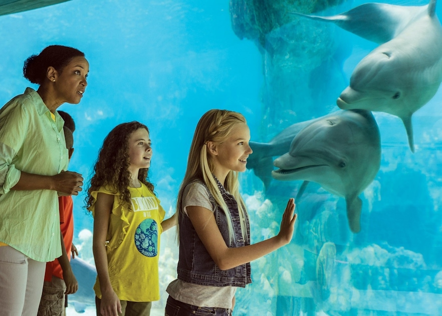 SeaWorld San Diego single-day admission ticket MON -THURS | musement