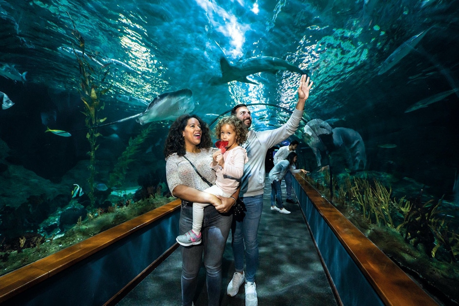 Loro Parque premium entry tickets | musement