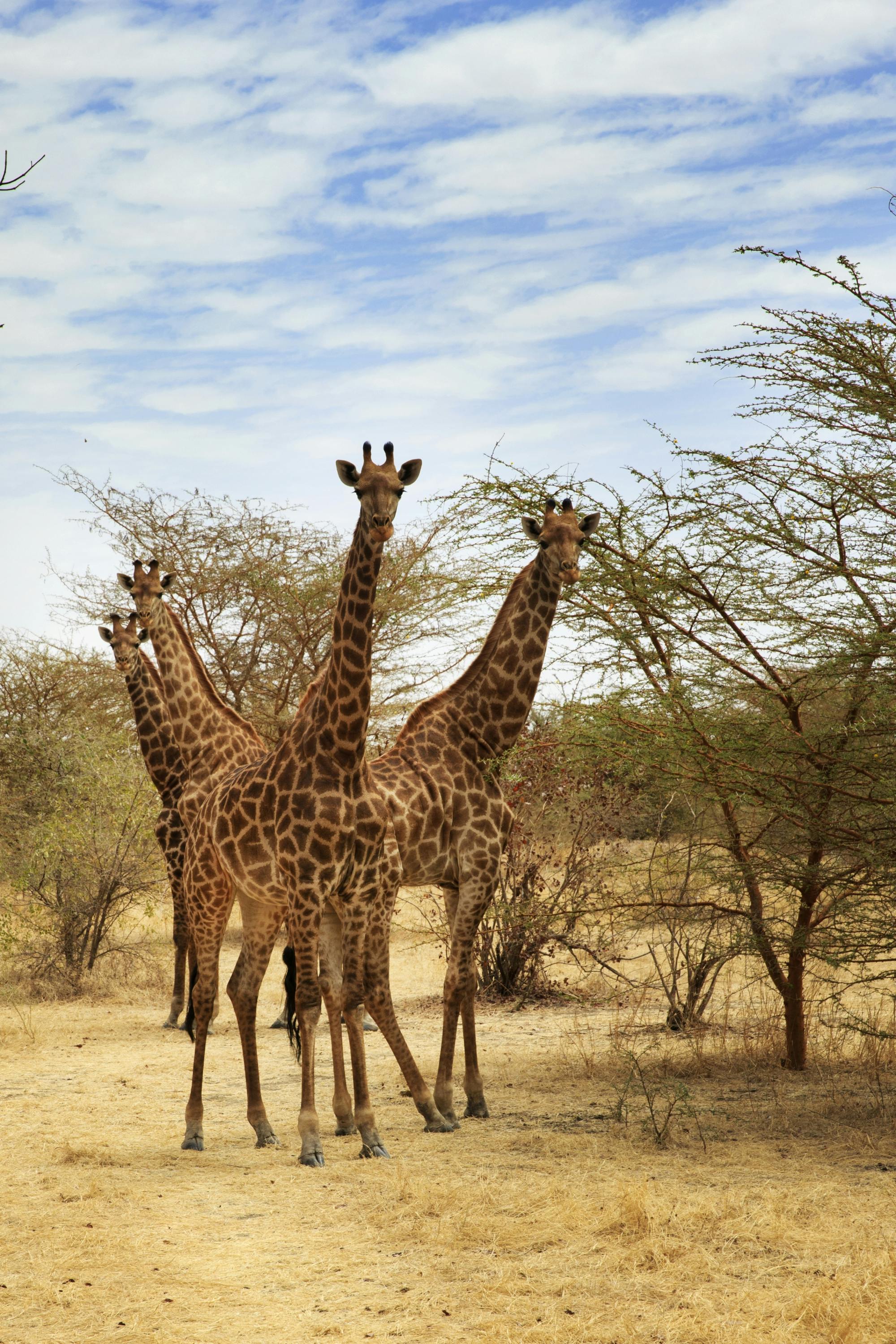 Half-day Bandia reserve safari from Pointe Sarène | musement