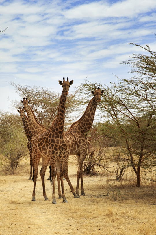 Bandia safari and lions half-day guided tour from Pointe Sarène | musement