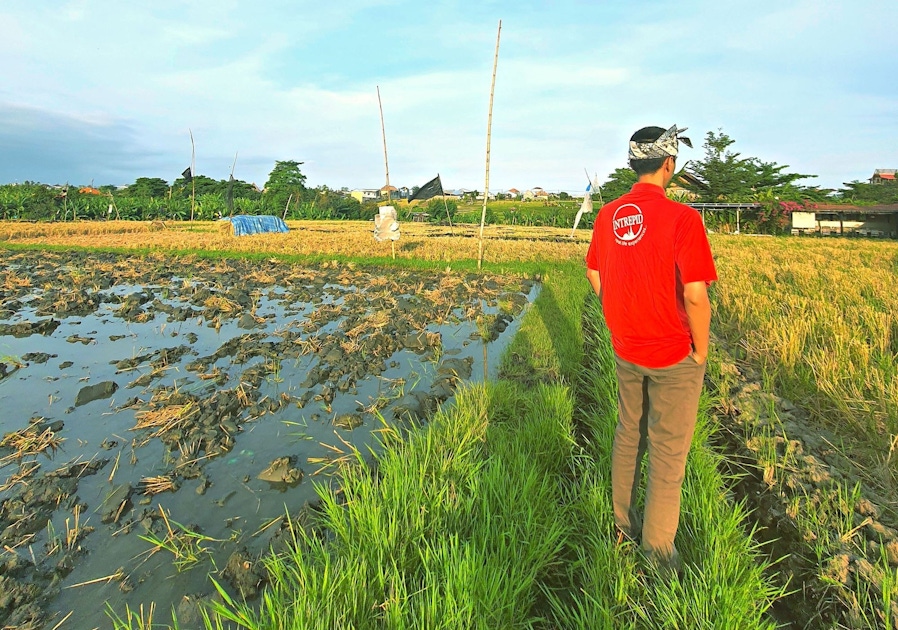 Bali's hidden rice terraces trek experience | musement