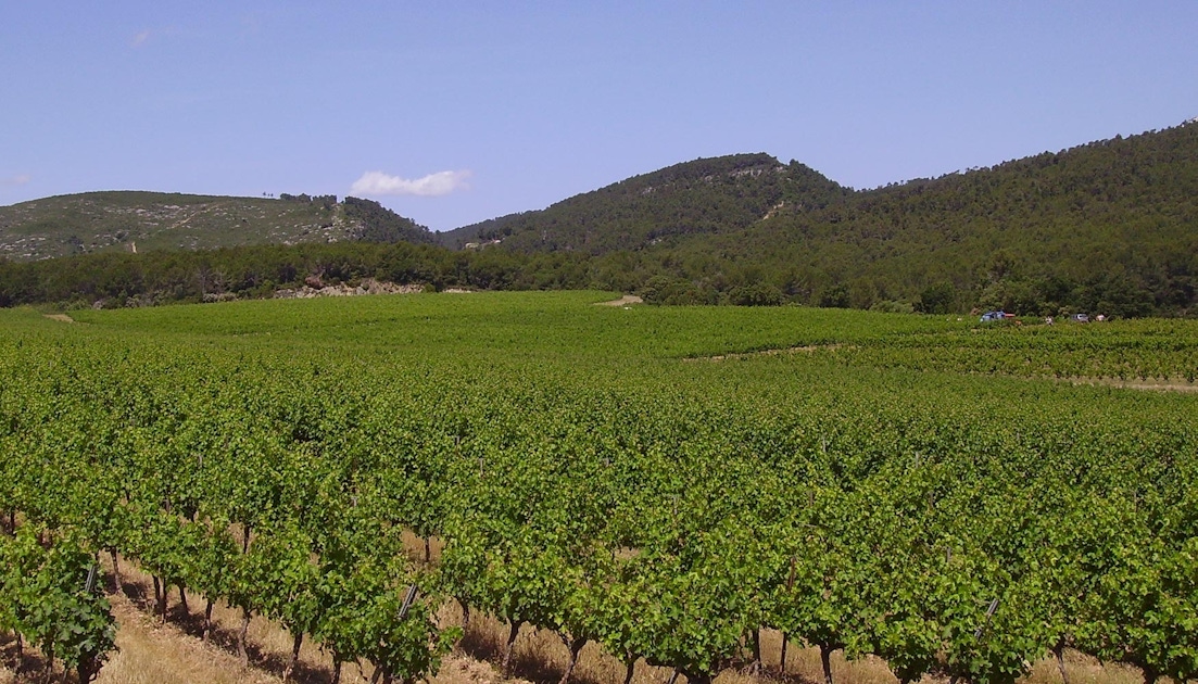 Trip to Jalon Valley guided tour | musement