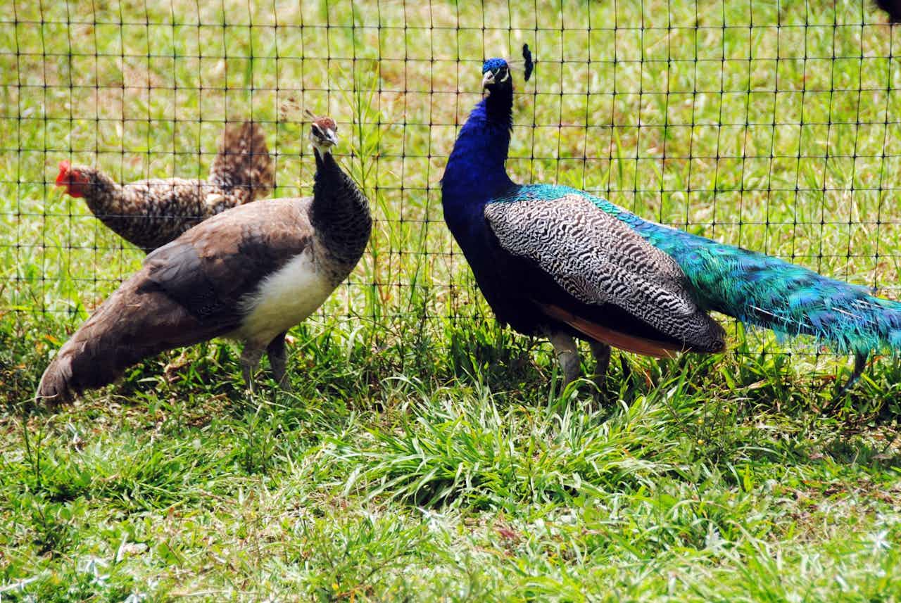 Half-day tour to Xploration Animal Park with local guide | TUI