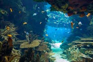 Oceanario Di Lisbona Con Audioguida Della Citt Musement