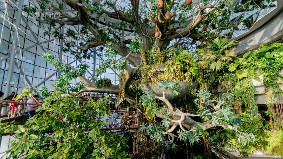 Explore The Green Planet rainforest in Dubai day pass | musement