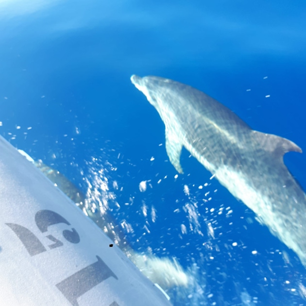 Entrada para un recorrido en Bladefish | musement