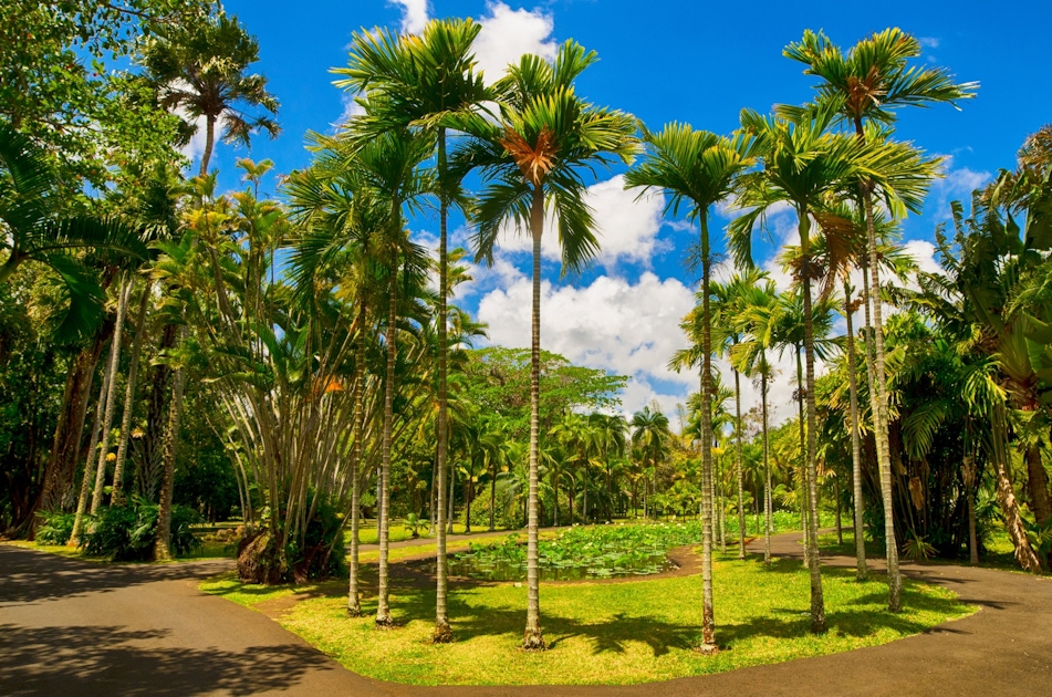 Mauritius e-biking tour in Pamplemousses | musement