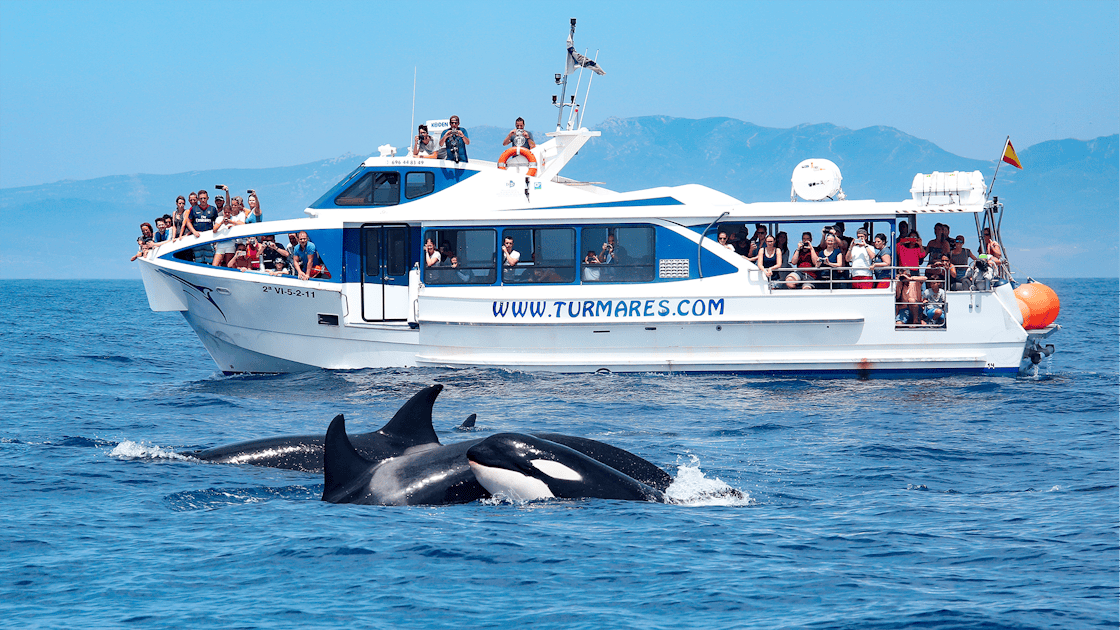 Tarifa 3-hour whale watching tour and orcas search | musement