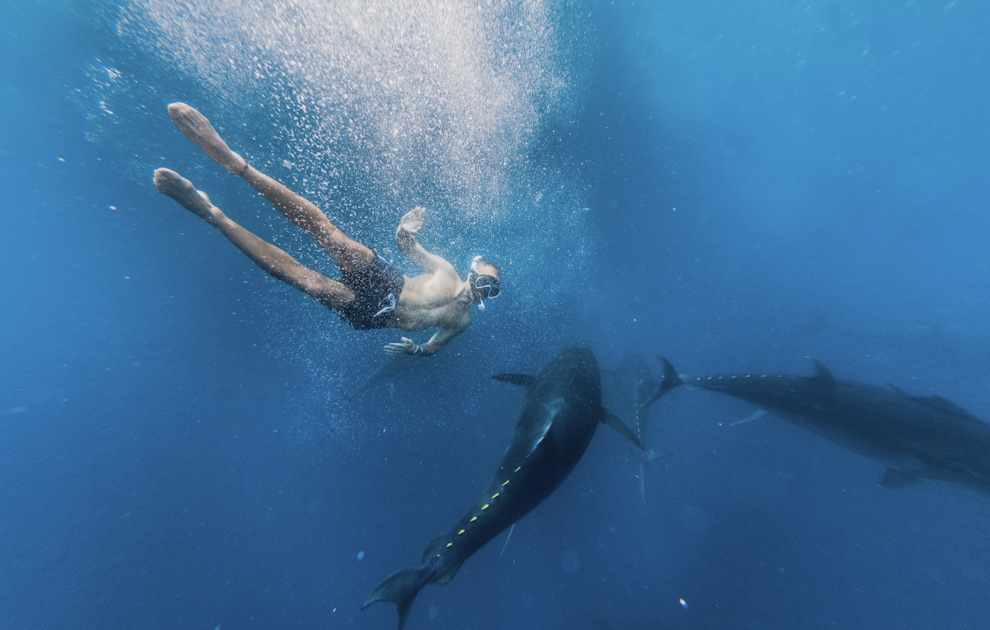 2-hour catamaran cruise to swim with tuna in L'Ametlla de Mar | musement