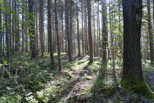 Oslo wildlife forest hiking tour | musement