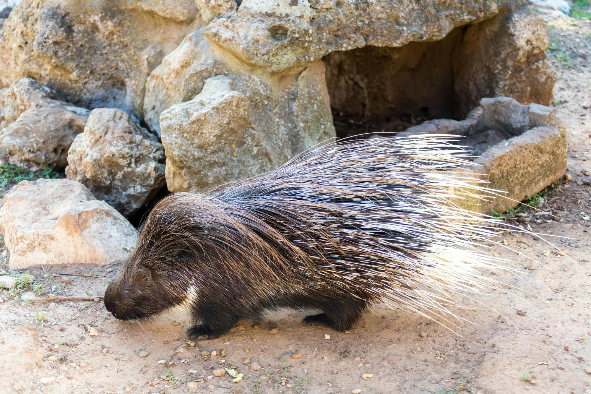 Lloc de Menorca animal park with free time at Son Bou Beach | TUI