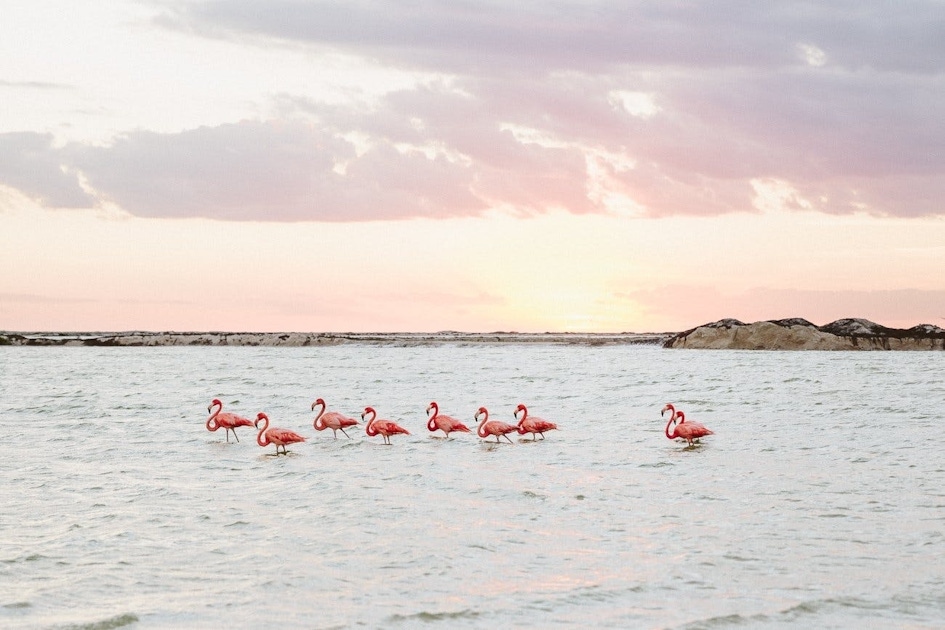 Las Coloradas full-day guided tour | musement