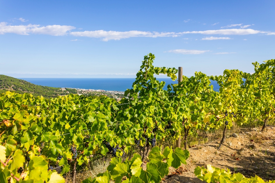 Natural wine and cava tasting guided tour from Barcelona | musement