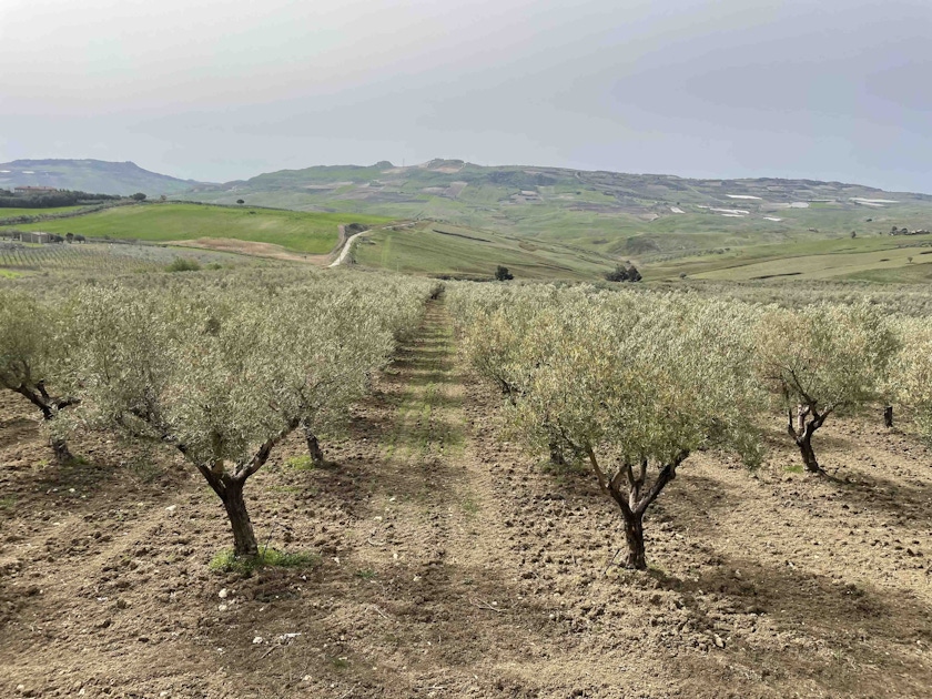 Oil and food tasting in the province of Agrigento | musement