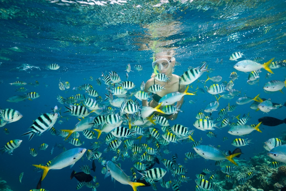 Nat Geo Day Tour: Unveiling the Importance of Cancun’s Reef Restoration ...