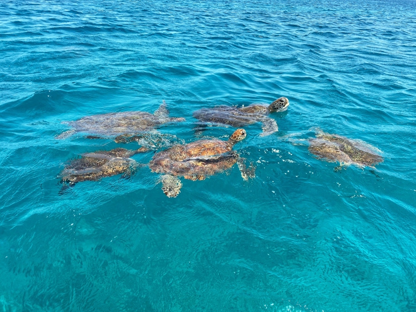 Boat Tour and Snorkeling with turtles in Cape Verde from Mindelo | musement