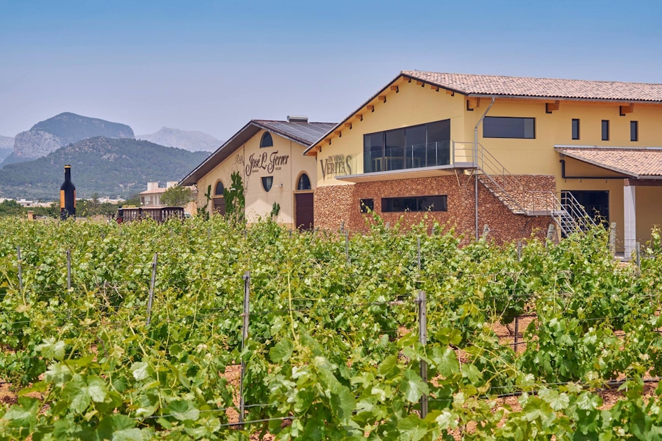 Bodega Jose L Ferrer Wine Tasting Tour | musement