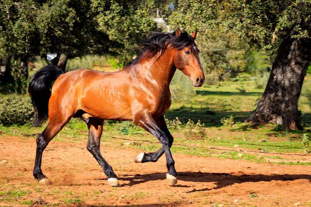 Full-day guided tour of Ronda with Reservatauro Ranch visit | TUI