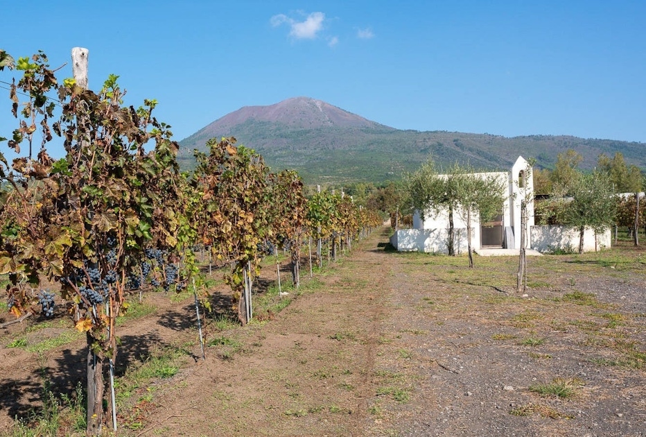 Mount Vesuvius Crater Tour with Lunch at a Vineyard from Sorrento ...