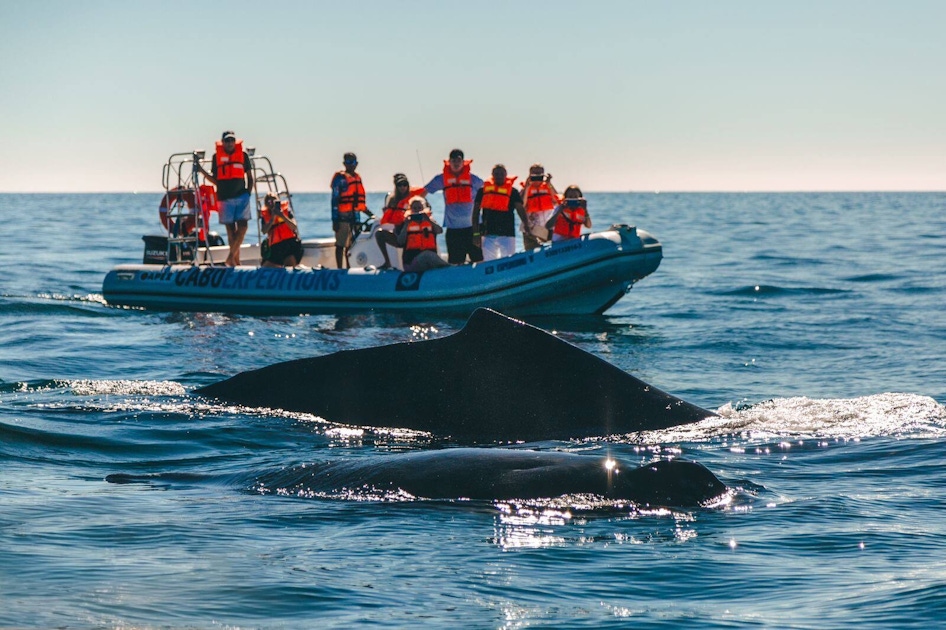 Whale-watching zodiac boat tour | musement