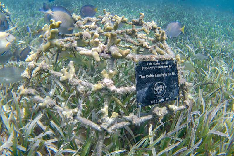 Punta Cana coral reef restoration and snorkelling experience | TUI